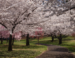 Branch Brook Park | Parks | Essex County Parks